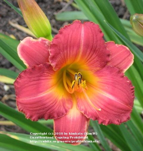 Photo of the bloom of Daylily (Hemerocallis 'Hampshire Hoyden') posted by kimkats - Garden.org