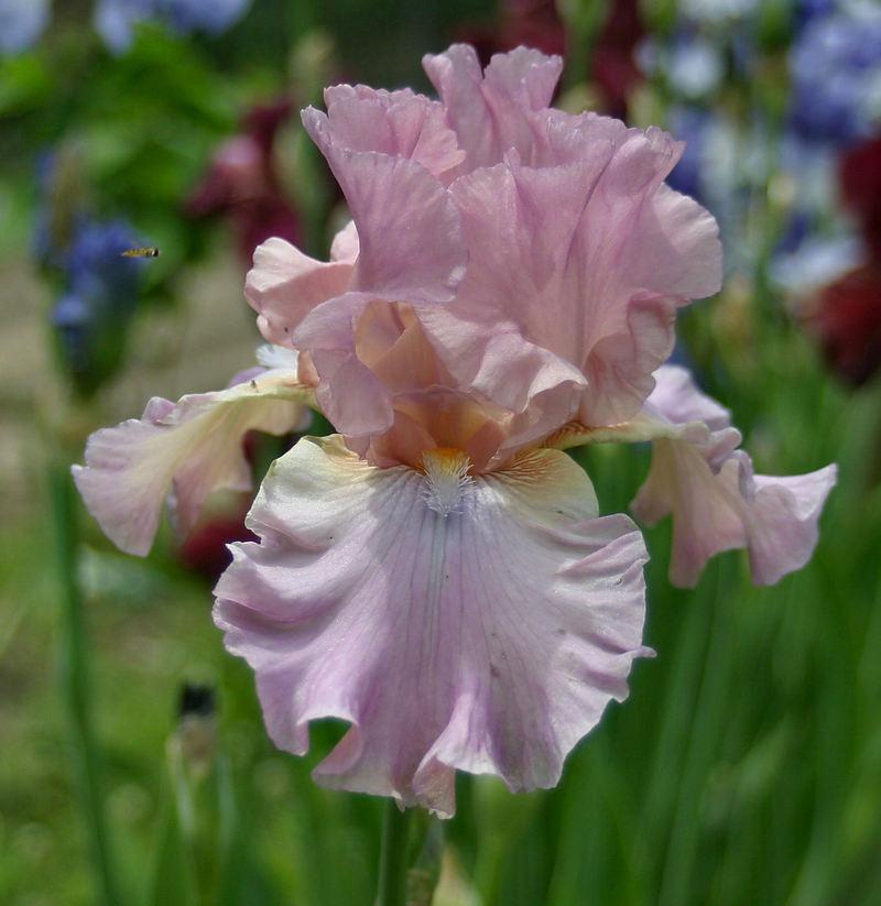 Tall Bearded Iris (Iris 'Rhapsody in Bloom') in the Irises Database - Garden.org