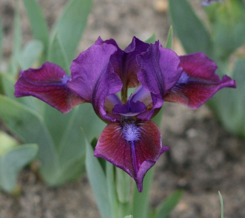 Photo of the bloom of Standard Dwarf Bearded Iris (Iris 'Ruby Wings ...