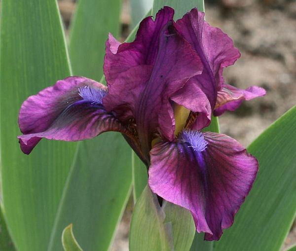 Standard Dwarf Bearded Iris (Iris 'Raspberry Jam') in the Irises ...