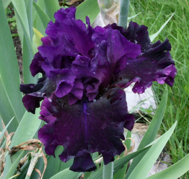 Photo of the bloom of Tall Bearded Iris (Iris 'Royal Majesty') posted ...