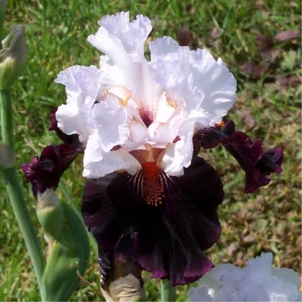 Photo of the bloom of Tall Bearded Iris (Iris 'Starring') posted by ...