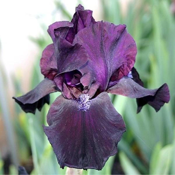 Photo of the bloom of Tall Bearded Iris (Iris 'Before the Storm') posted by avmoran - Garden.org