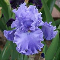 Photo of the bloom of Tall Bearded Iris (Iris 'Sea Power') posted by ...