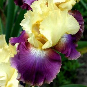 Tall Bearded Iris (Iris 'Sunnyside Delight') in the Irises Database ...