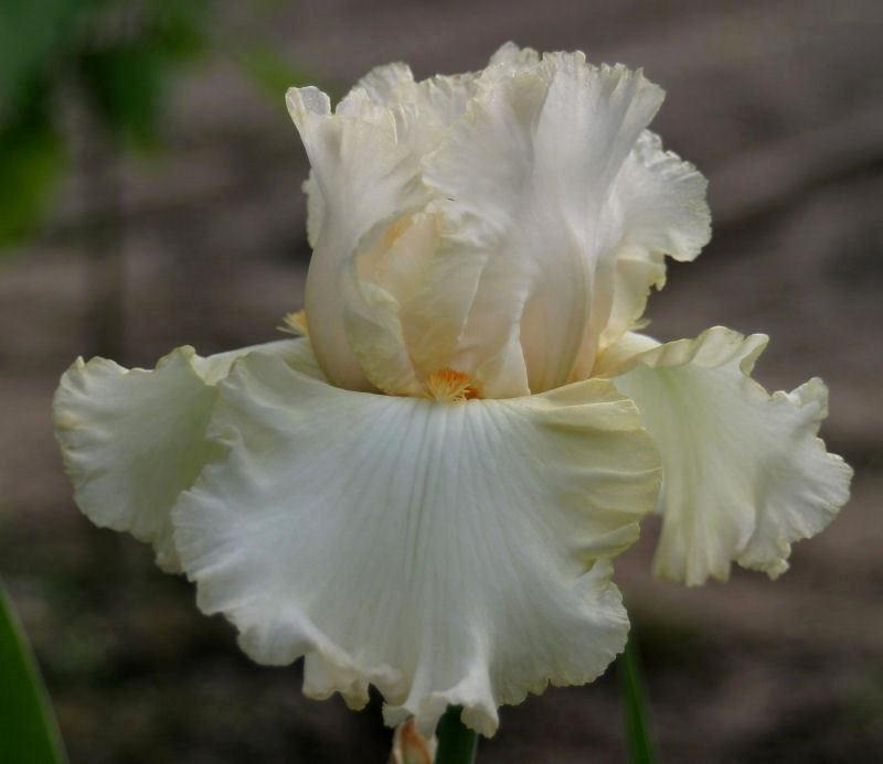 Tall Bearded Iris (Iris 'Soft Caress') in the Irises Database - Garden.org
