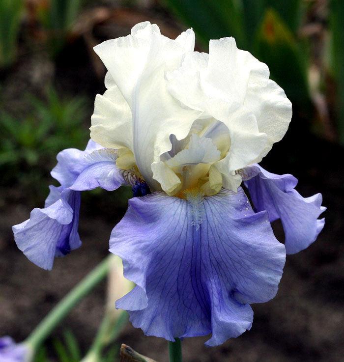 Tall Bearded Iris (Iris 'Stairway to Heaven') in the Irises Database ...