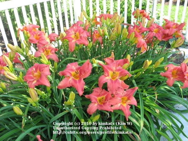 Photo of the bloom of Daylily (Hemerocallis 'Watermelon Luminosity') posted by kimkats - Garden.org