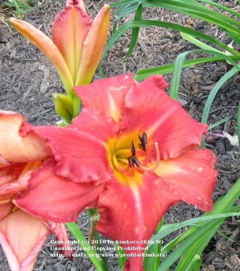 Photo of the bloom of Daylily (Hemerocallis 'Watermelon Luminosity') posted by kimkats - Garden.org