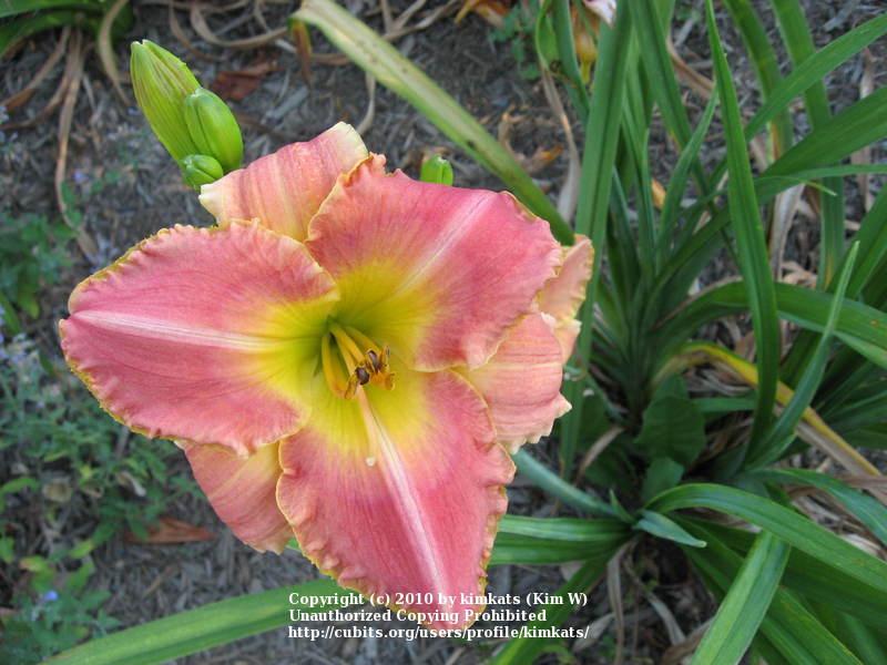 Photo of the bloom of Daylily (Hemerocallis 'Susquehanna Parfait') posted by kimkats - Garden.org