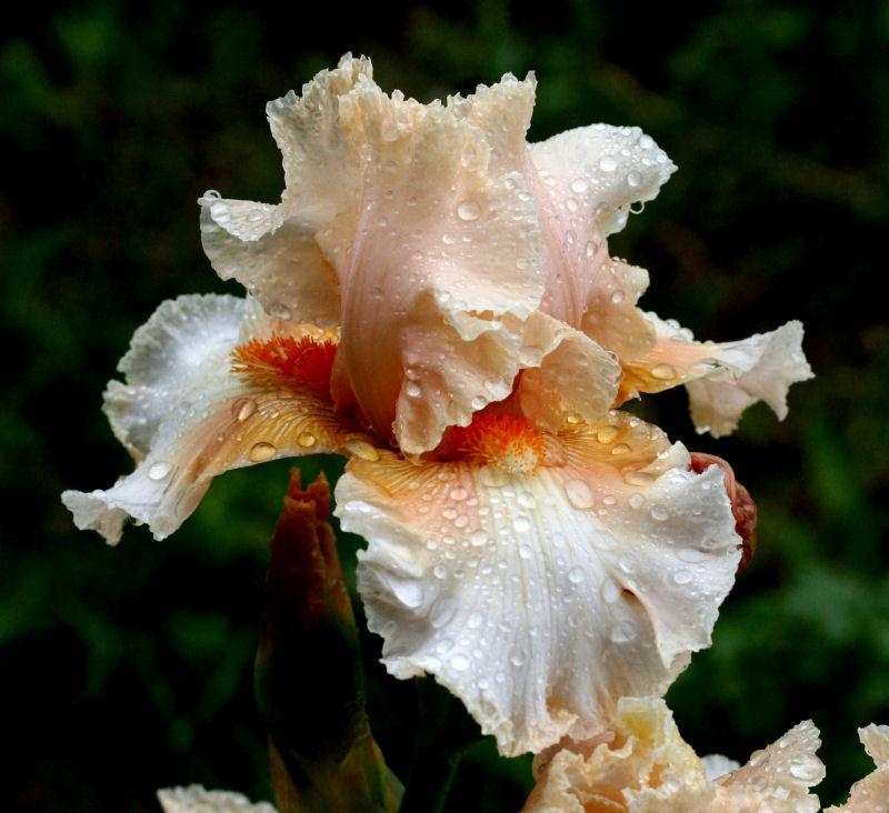 Tall Bearded Iris (Iris 'Tropical Passion') in the Irises Database ...