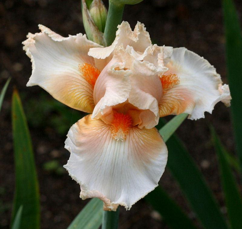 Photo of the bloom of Tall Bearded Iris (Iris 'Tropical Passion ...