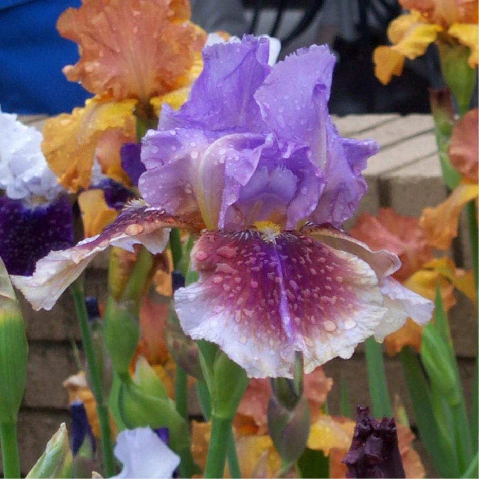 Tall Bearded Iris (Iris 'Lights Camera Action') in the Irises Database ...