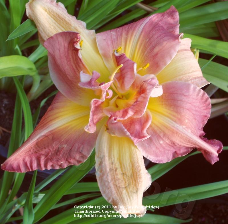 Photo of the bloom of Daylily (Hemerocallis 'Longfields Twins') posted ...