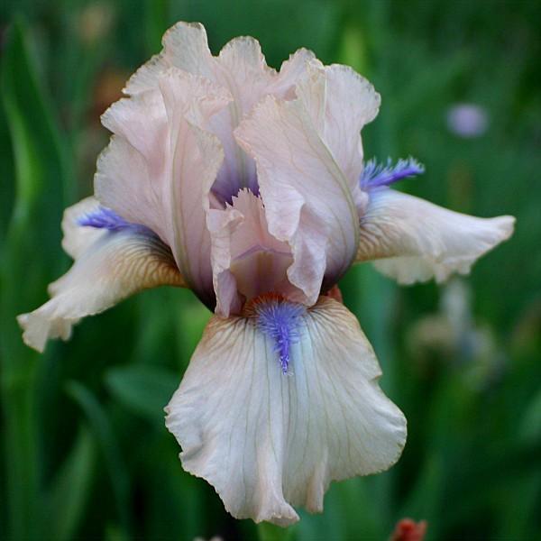 Intermediate Bearded Iris (Iris 'Concertina') in the Irises Database ...