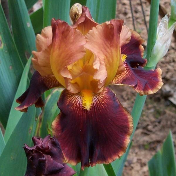 Tall Bearded Iris (Iris 'Cajun Cooking') in the Irises Database ...
