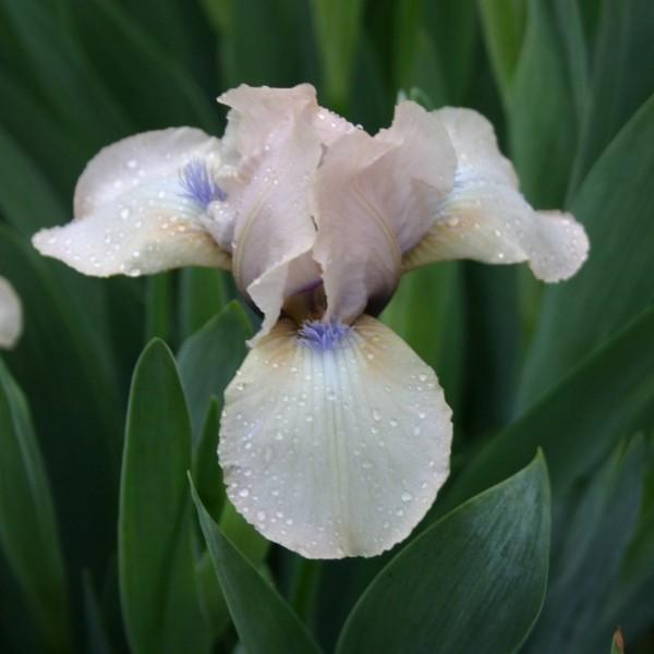 Photo of the bloom of Standard Dwarf Bearded Iris (Iris 'Chanted ...