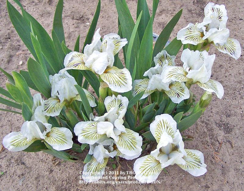 Photo of the bloom of Standard Dwarf Bearded Iris (Iris 'Snow Tree ...