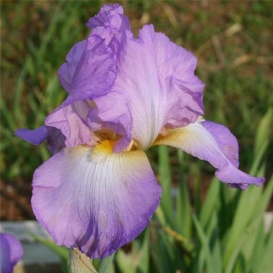 Iris 'Big Deal' in the Irises Database - Garden.org