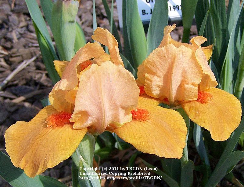 Photo of the bloom of Standard Dwarf Bearded Iris (Iris 'Orange Tiger ...