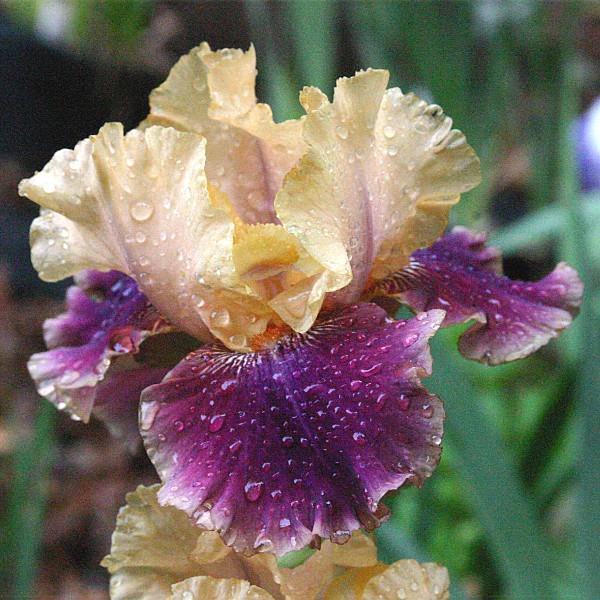 Tall Bearded Iris (Iris 'Cabaret Girl') in the Irises Database - Garden.org