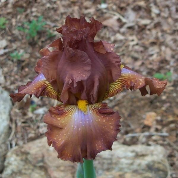 Tall Bearded Iris (Iris 'Boss Tweed') in the Irises Database - Garden.org