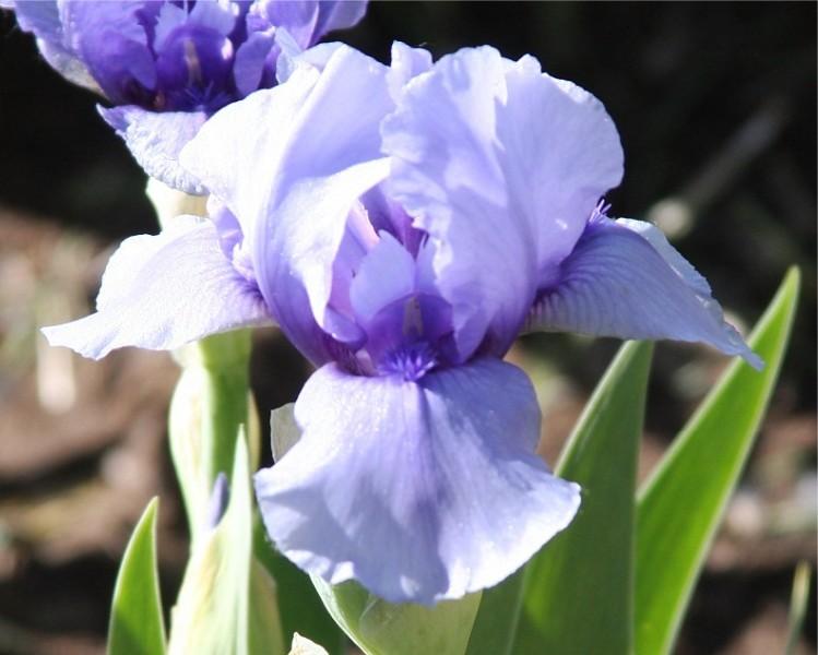 Intermediate Bearded Iris (Iris 'Bold Stroke') in the Irises Database ...