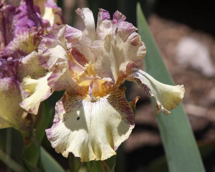 Photo of the bloom of Border Bearded Iris (Iris 'Broken Link') posted ...