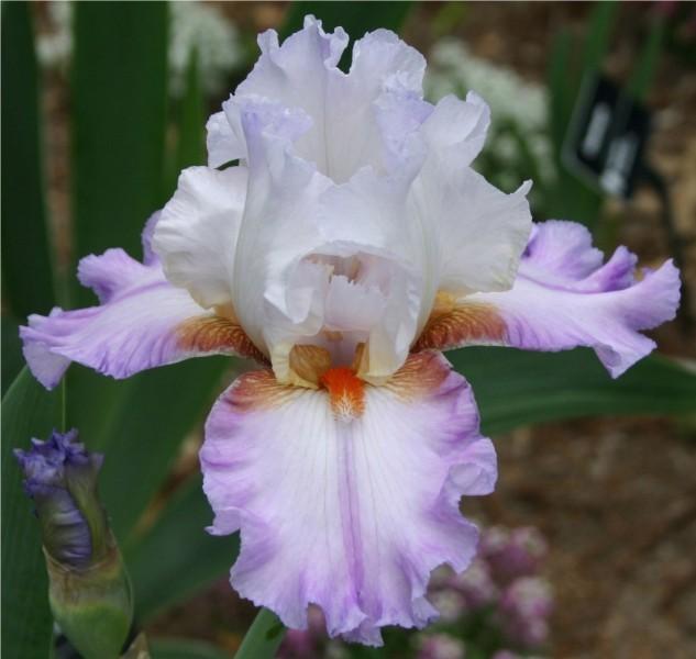 Tall Bearded Iris (Iris 'Blush of Color') in the Irises Database ...