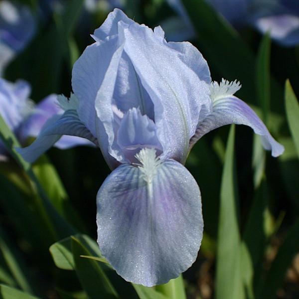 Miniature Dwarf Bearded Iris (Iris 'Blue Doll') in the Irises Database ...