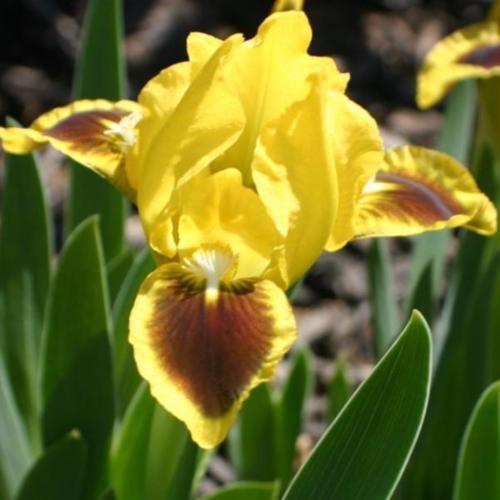 Miniature Dwarf Bearded Iris (Iris 'Buckeye Baby') in the Irises ...