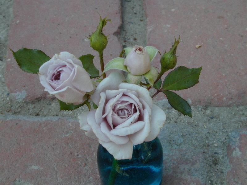 Rose (Rosa 'Winter Magic') in the Roses Database - Garden.org