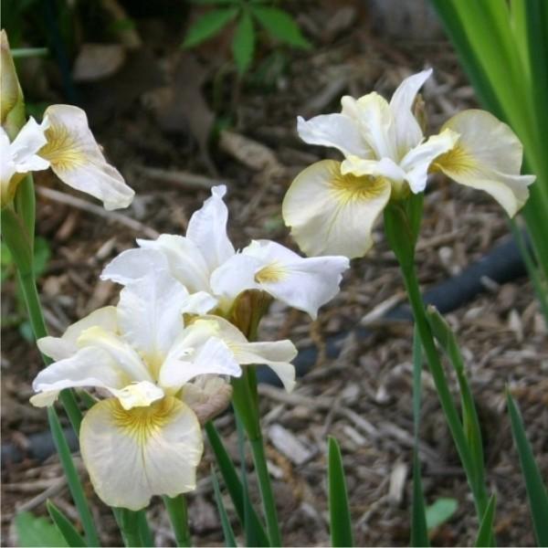 Photo of the bloom of Siberian Iris (Iris 'Creme Caramel') posted by ...