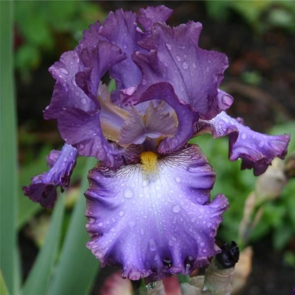 Tall Bearded Iris (Iris 'Afternoon in Rio') in the Irises Database ...