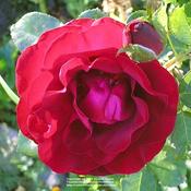 Rose (Rosa 'Always & Forever') in the Roses Database - Garden.org