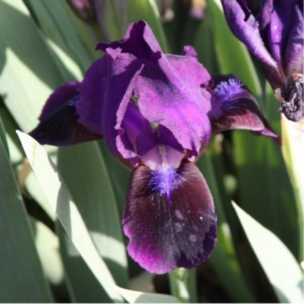 Photo of the bloom of Standard Dwarf Bearded Iris (Iris 'Dark Crystal ...