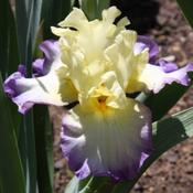 Tall Bearded Iris (Iris 'Designer's Art') in the Irises Database ...