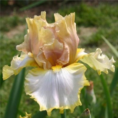 Tall Bearded Iris (Iris 'Diamond Ring') in the Irises Database - Garden.org