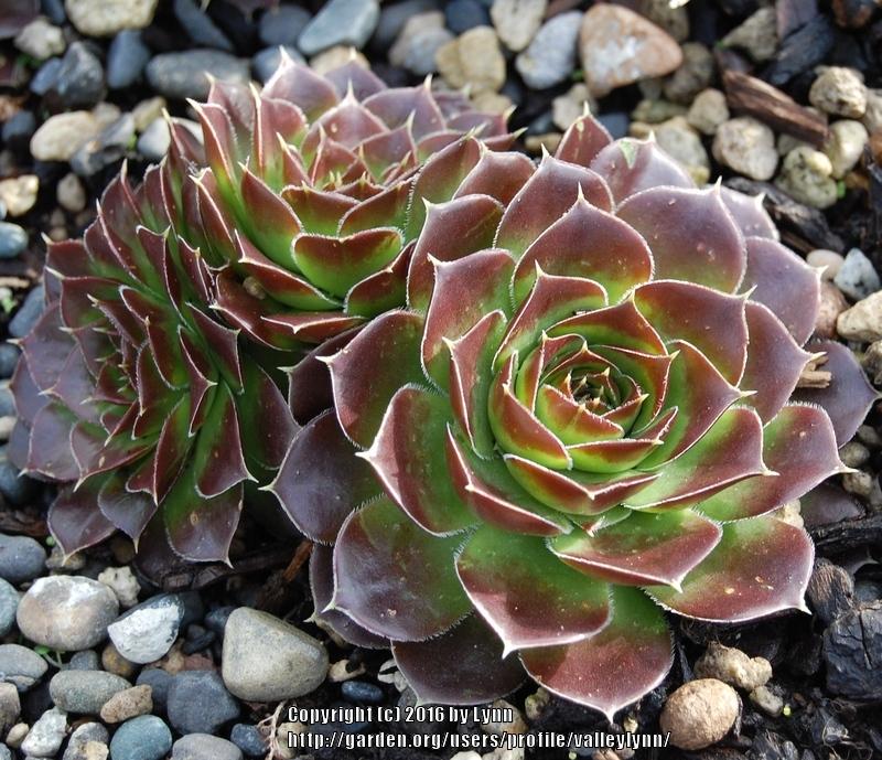 Photo of the entire plant of Job's Beard (Sempervivum heuffelii 'Torrid ...