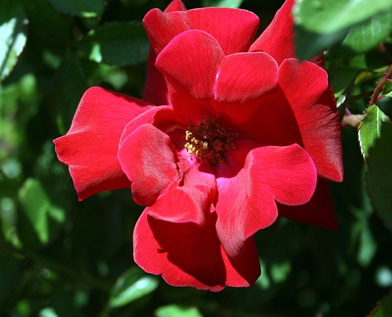 Rose (Rosa 'Frensham') in the Roses Database - Garden.org