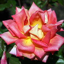 Rose (Rosa 'Piccadilly') in the Roses Database - Garden.org