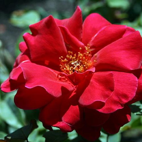 Rose (Rosa 'Audie Murphy') in the Roses Database - Garden.org