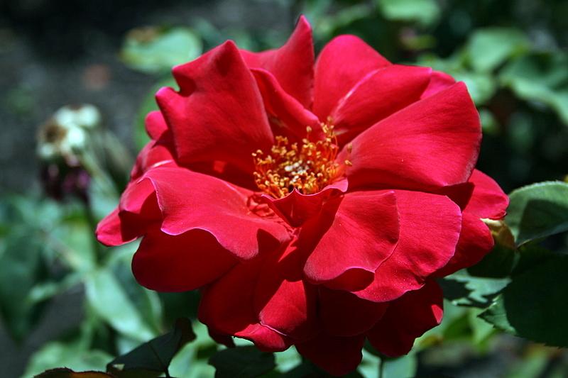 Rose (Rosa 'Audie Murphy') in the Roses Database - Garden.org