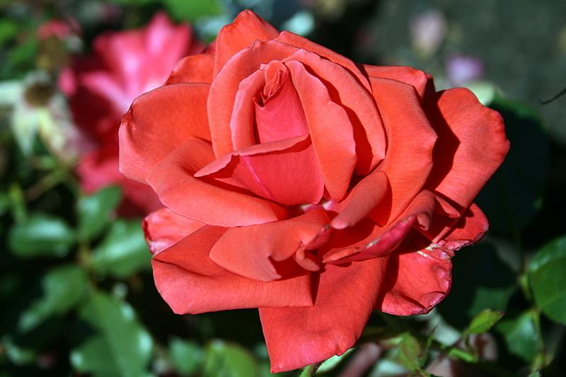 Rose (Rosa 'Aztec') in the Roses Database - Garden.org