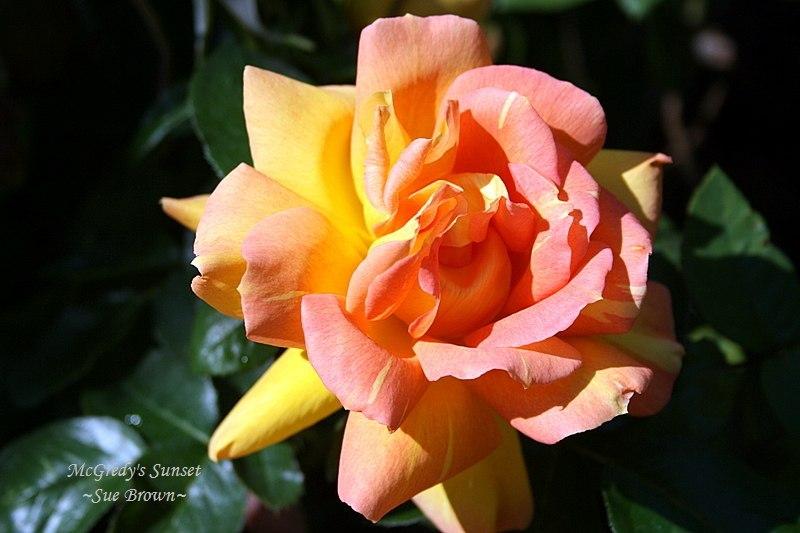 Rose (Rosa 'McGredy's Sunset') in the Roses Database - Garden.org