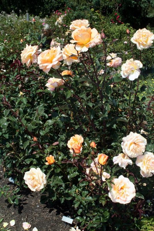 Photo of the bloom of Rose (Rosa 'Whisky Mac') posted by Calif_Sue ...
