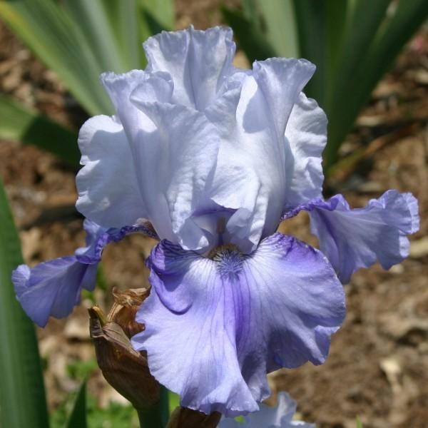 Tall Bearded Iris (Iris 'Duncan's Smiling Eyes') in the Irises Database ...
