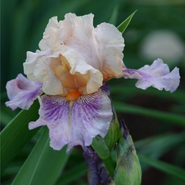 Photo of the bloom of Tall Bearded Iris (Iris 'Dream Ticket') posted by ...