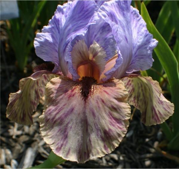 Arilbred Iris (Iris 'Esther, the Queen') in the Irises Database ...