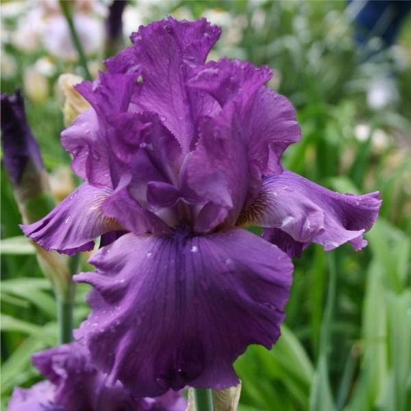 Tall Bearded Iris (Iris 'Good Looking') in the Irises Database - Garden.org